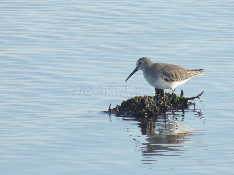 Piper stock photo. Image of shorebird, charadriiformes - 50974172