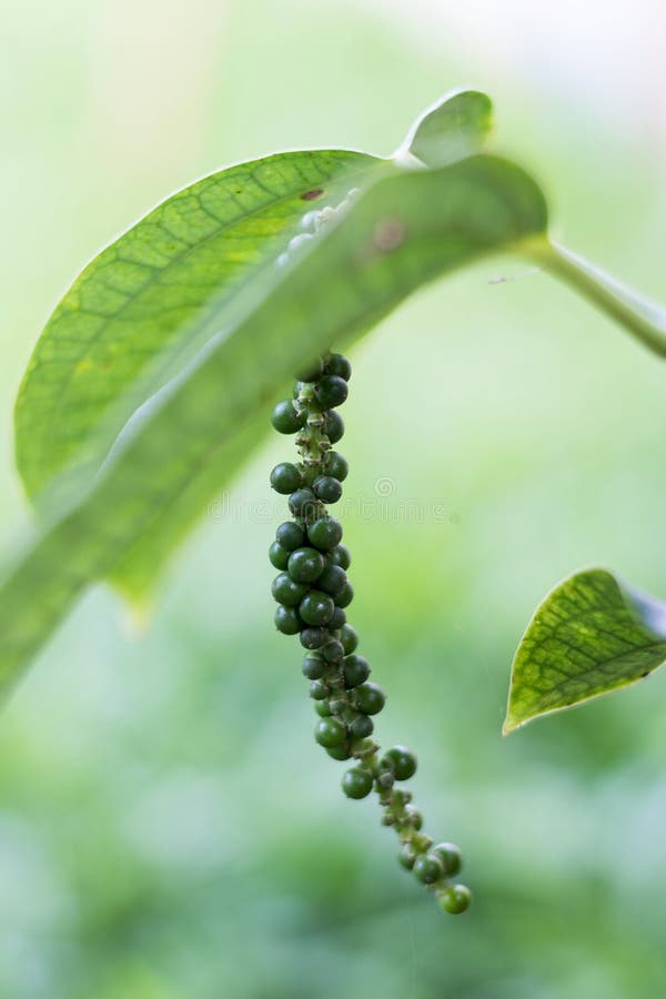 Piper nigrum stock photo. Image of medicine, pepper, nature - 82390054