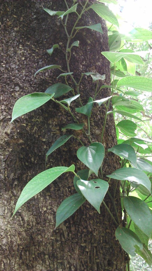 Piper nigrum pepper vine stock photo. Image of cooking - 44682314