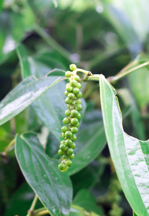 Piper nigrum stock image. Image of kitchen, garden, isolated - 148093303