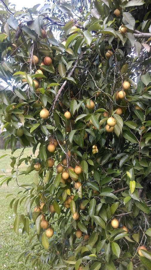 Piper nigrum stock photo. Image of nigrum, slow, diseases - 139555108