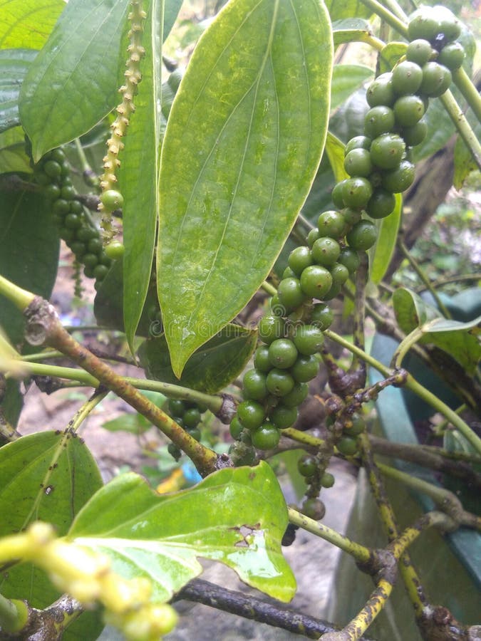 Piper Nigrum Or Pepper On Tree Branch At Ranch Vegetable Garden Stock ...