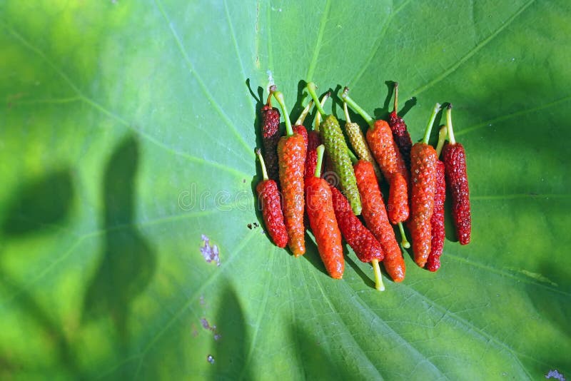 Piper Retrofractum Picture. Image: 5104384