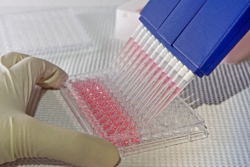 Pipetting into a 96-well Plate Stock Image - Image of pipettor, measure ...