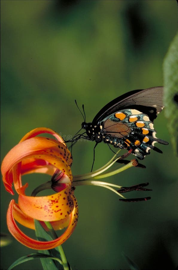 Pipevine Swallowtail Butterfly Stock Photo - Image of flower, pipevine ...