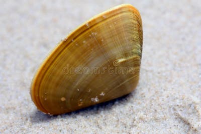 One closed up Pipi shell stock image. Image of nature - 12292653