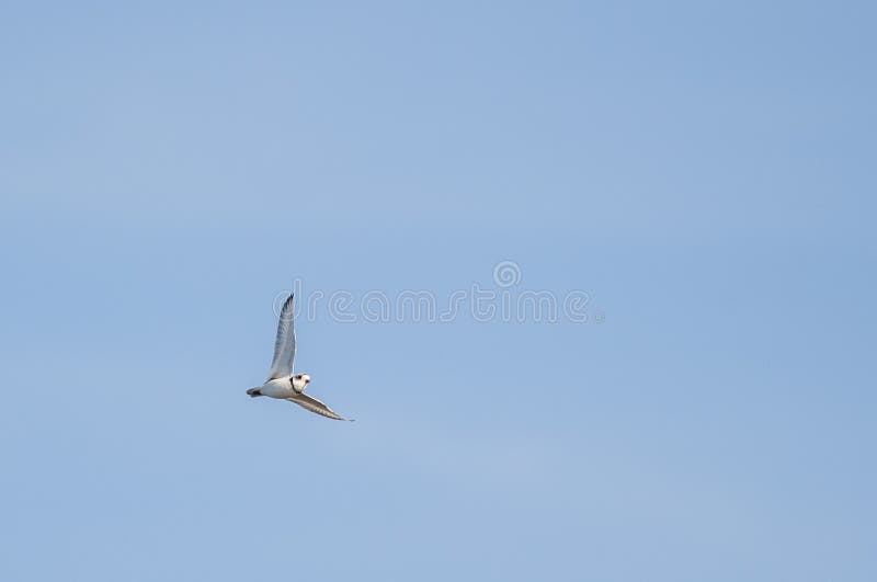 Piping Plover in flight stock image. Image of avian, plover - 85200955