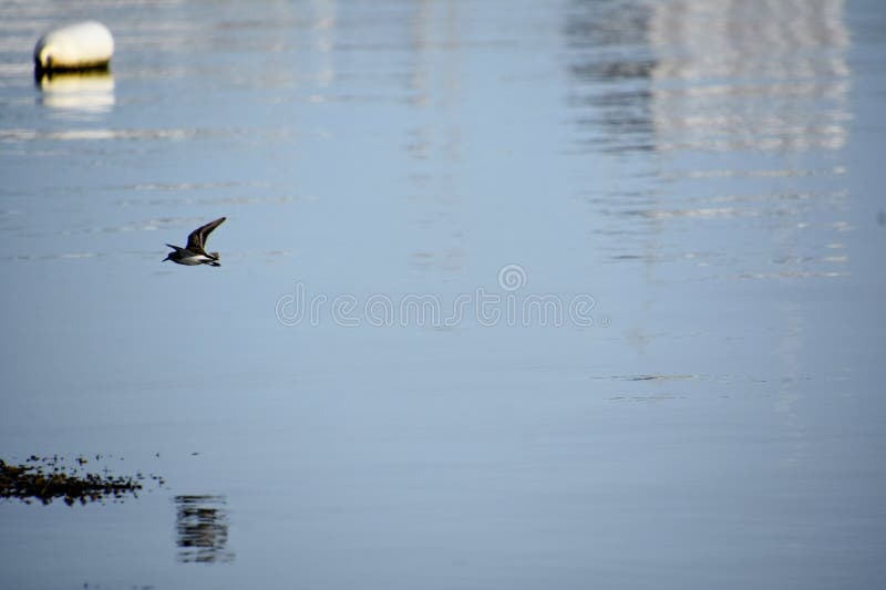 Piping Plover in Flight Over the Ocean Waters Stock Photo - Image of ...