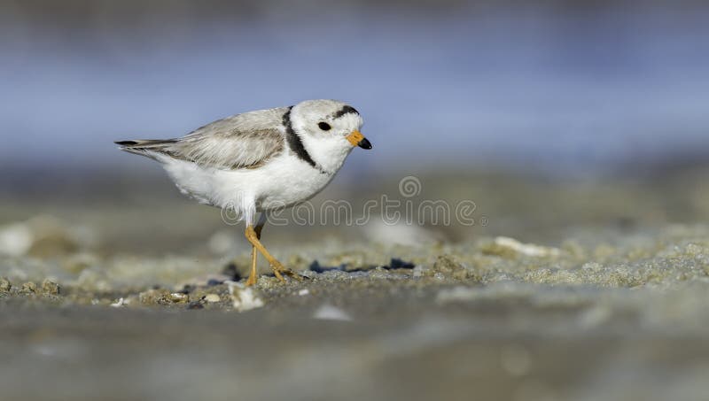 Piping Plover stock photo. Image of flight, bald, coast - 91927548