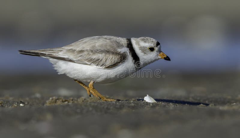 194 Piping Plover Flight Photos - Free & Royalty-Free Stock Photos from ...