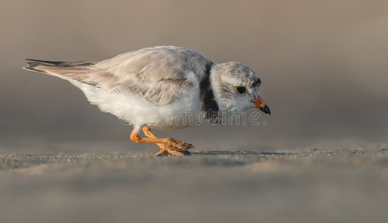 195 Piping Plover Flight Stock Photos - Free & Royalty-Free Stock ...