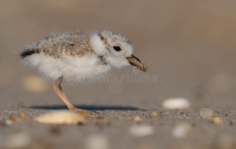 Piping Plover in New Jersey Stock Photo - Image of bald, delaware ...