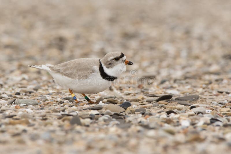 Piping Plover stock photo. Image of flying, beach, environment - 91888866