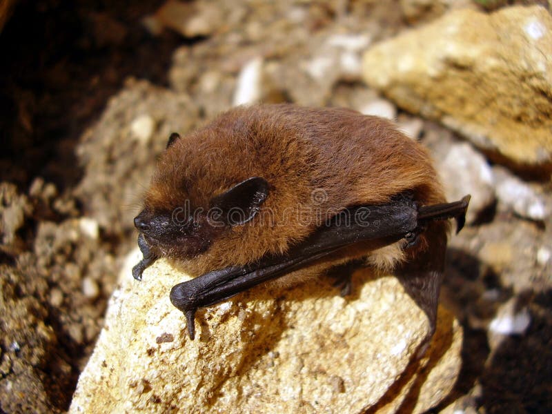Pipistrello Del Pipistrello Immagine Stock - Immagine di orecchi ...