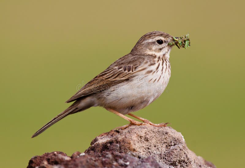 Pipit del `s de Berthelot imagen de archivo. Imagen de joven - 27372559