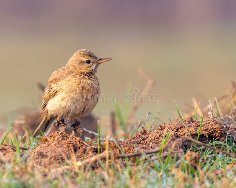 A pipit with infected legs stock image. Image of lark - 267092655