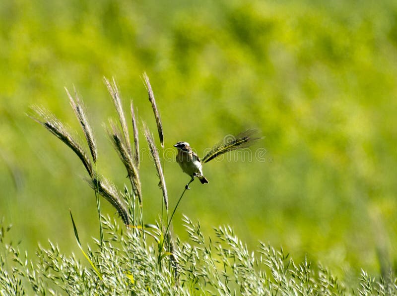 Pipit stock photo. Image of bird, flying, ornithology - 55514470