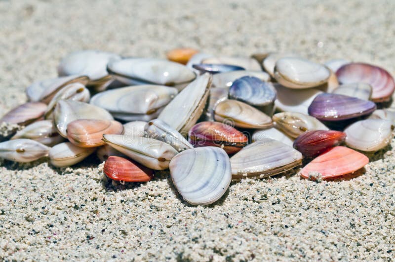 Pippies 2 imagen de archivo. Imagen de cubo, shelles - 35224653