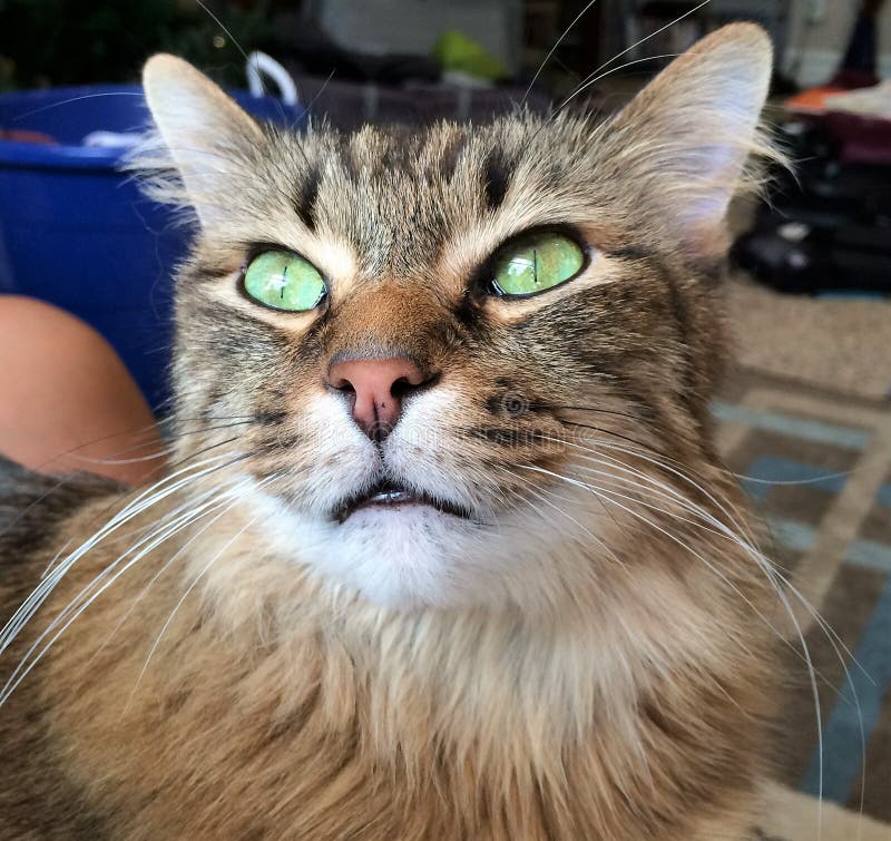 Pippin stock image. Image of beloved, pippin, fluffy - 69804233