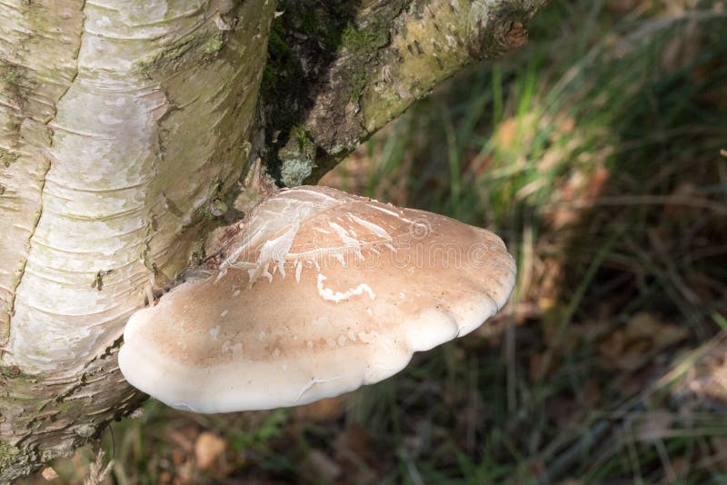 Piptoporus Betulinus Birch Polypore and a Fallen Leaf in Autumn Colors ...