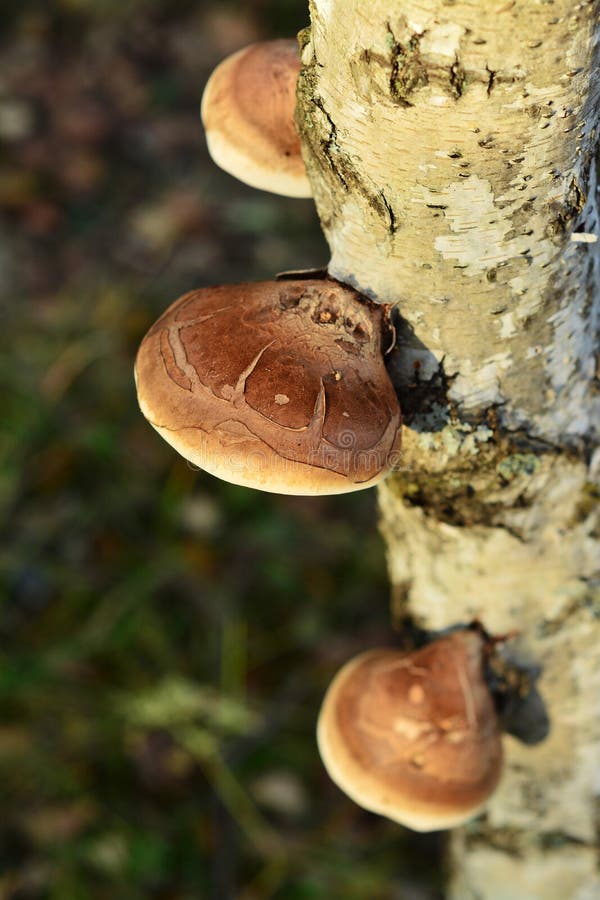 Piptoporus betulinus stock photo. Image of birch, nature - 45900834