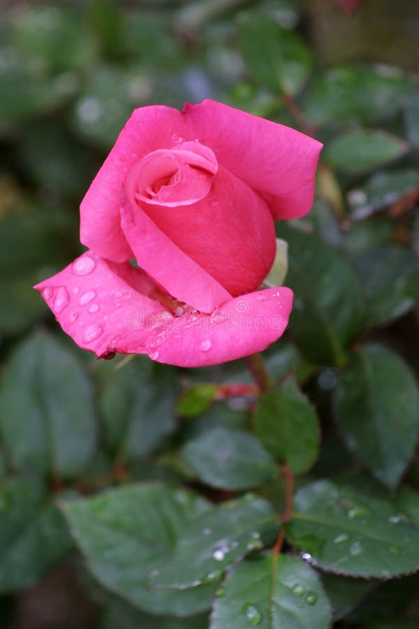 Rosa Del Rosa Imagen. Imagen: 201220