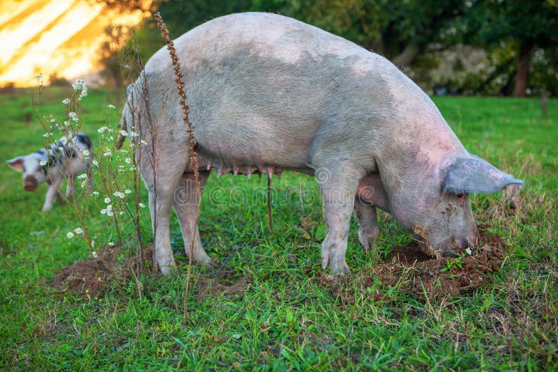 Pique la puerca foto de archivo. Imagen de cochinillo - 160258216