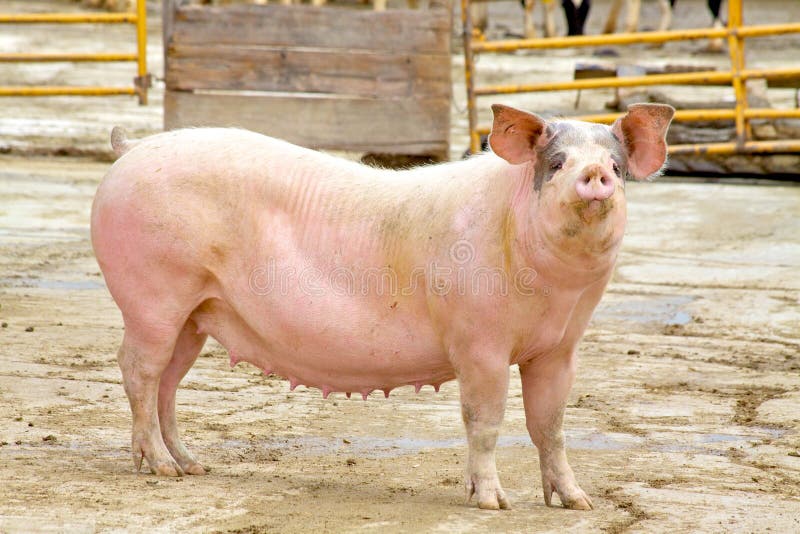 Cerdos durmiendo foto de archivo. Imagen de amigos, abrigo - 51457540