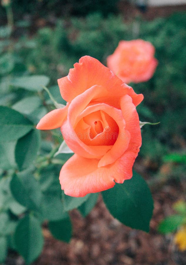 Pique o bot?o de Rosa foto de stock. Imagem de flores - 140082984