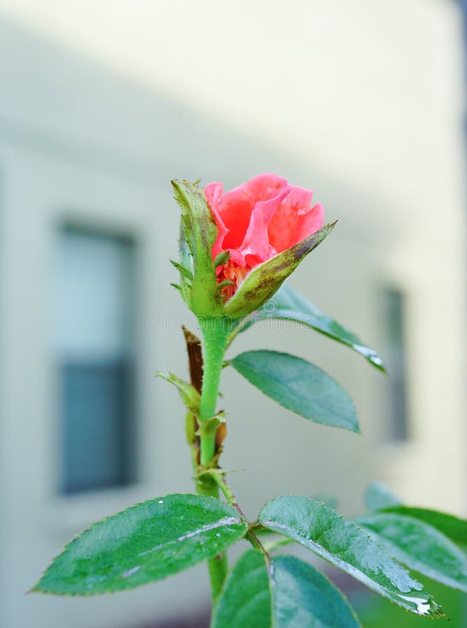 Pique o bot?o de Rosa imagem de stock. Imagem de jardinar - 154632479