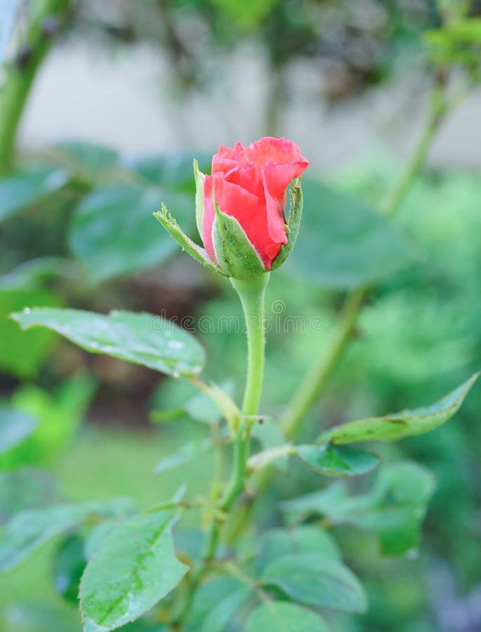 Pique o bot?o de Rosa foto de stock. Imagem de brilho - 154632486