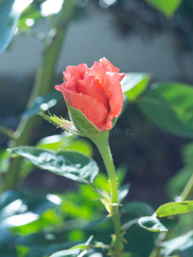 Pique o bot?o de Rosa foto de stock. Imagem de jardim - 154644616