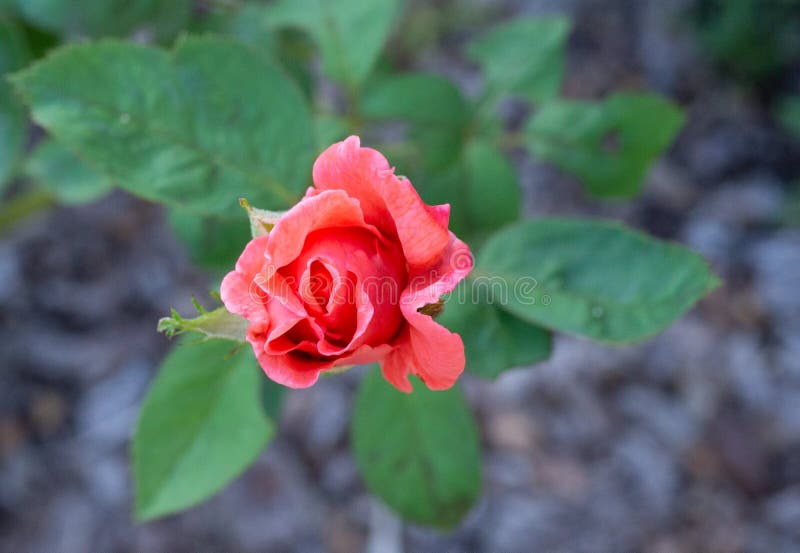 Pique o bot?o de Rosa foto de stock. Imagem de nave - 154644648