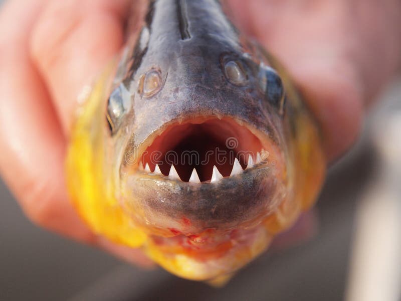 Piraña De La Pesca En El Río Amazonas Selva Del Amazonas Foto de ...