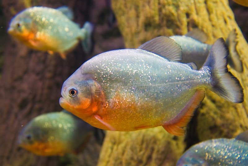 Piraña foto de archivo. Imagen de extremo, profundidad - 19629304