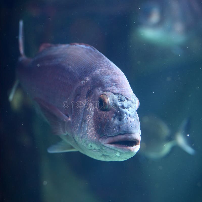 Piranha stock image. Image of colorful, beauty, tank - 17905611