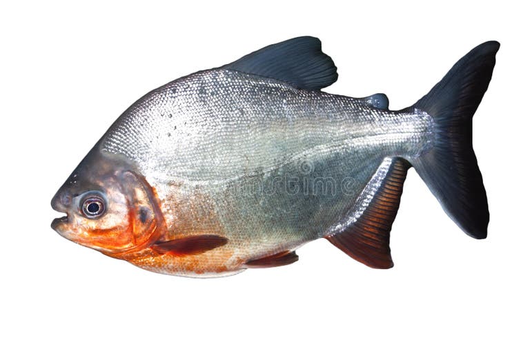 265 Piranha White Background Stock Photos - Free & Royalty-Free Stock ...