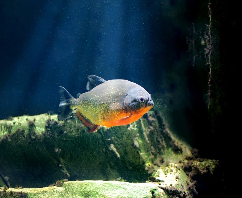 Piranhas fish stock image. Image of south, fish, tropical - 26739445