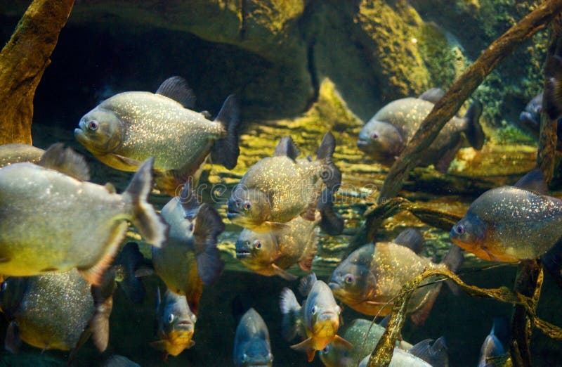 Piranha stock image. Image of river, biting, jaws, characidae - 27543919