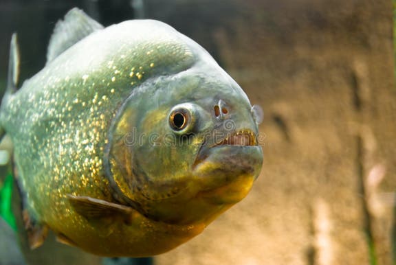 932 Piranha Teeth Stock Photos - Free & Royalty-Free Stock Photos from ...