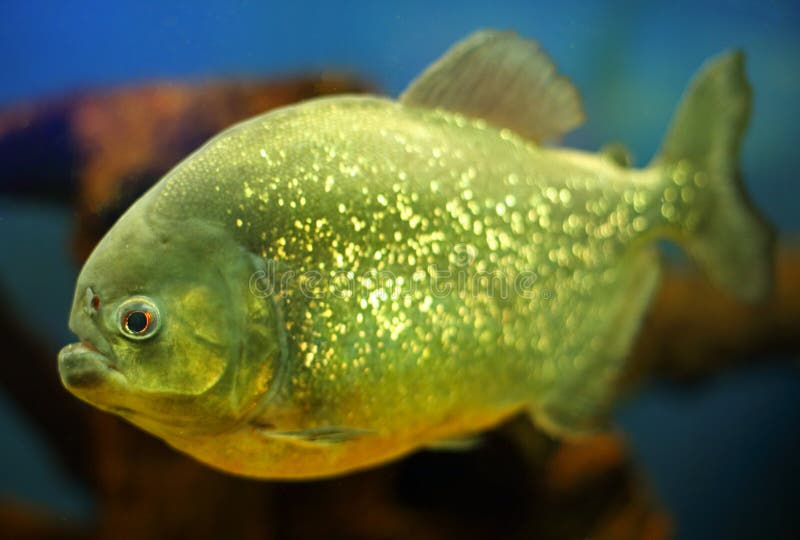 Poissons, Piranha En Gros Plan Simples, Isolée Sur Le Fond Abstrait De ...