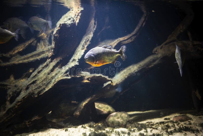Piranha In Amazon River Underwater. Fish Called Pygocentrus Natteri Is ...