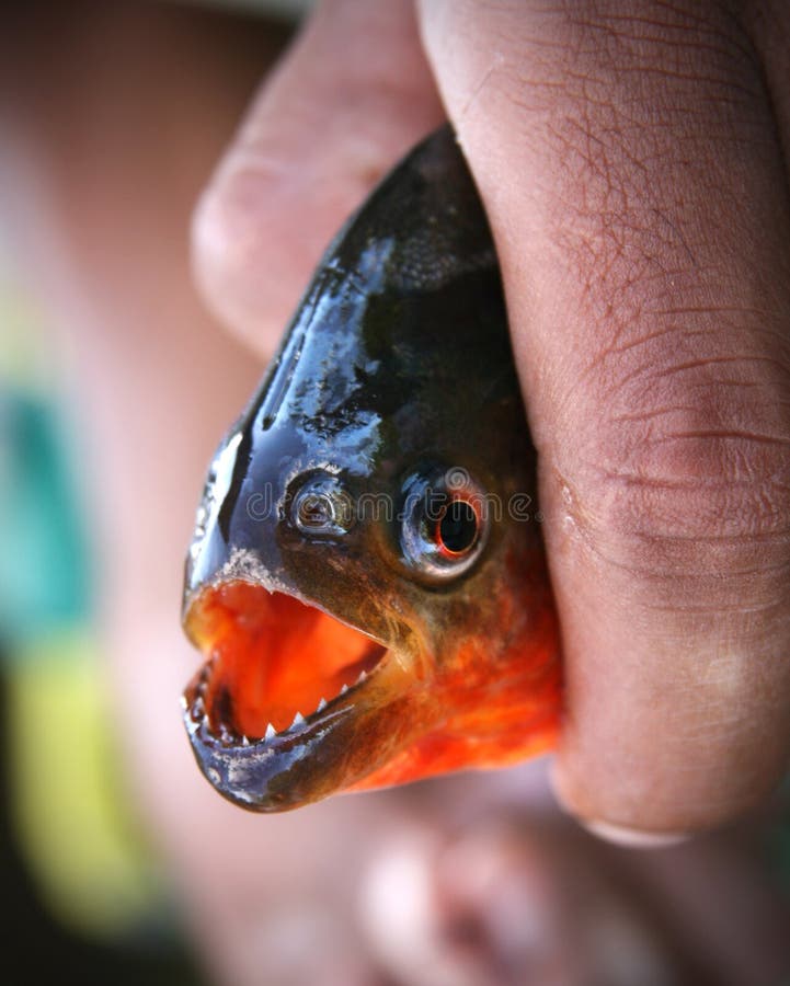 Piranha - Teeth closeup stock photo. Image of scuba, river - 1383006