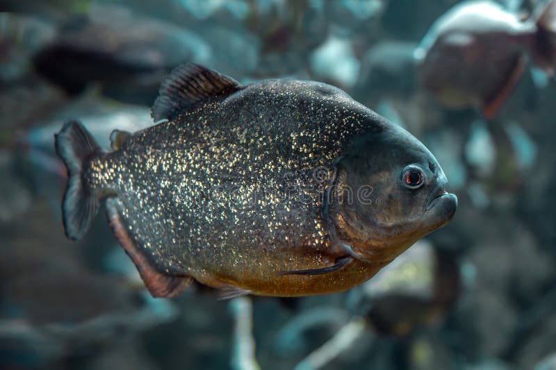 Piranha stock image. Image of amphibian, crowd, aquarium - 305914237