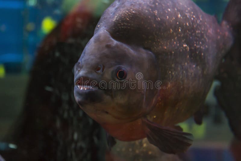 Piranha in an aquarium stock photo. Image of nature - 144812802
