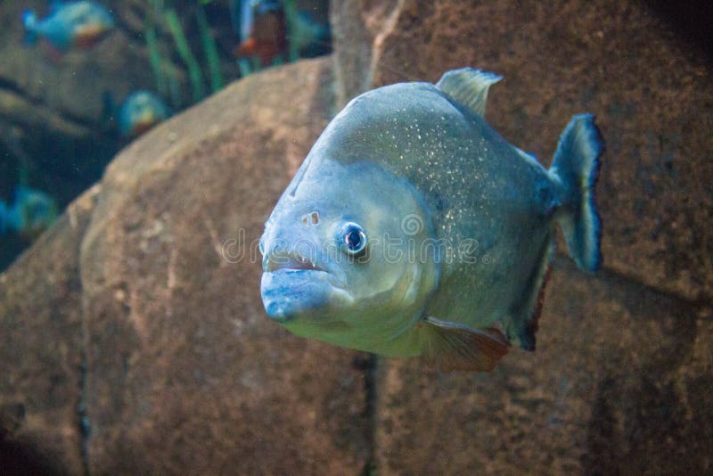 439 Sharp Piranha Teeth Stock Photos - Free & Royalty-Free Stock Photos ...