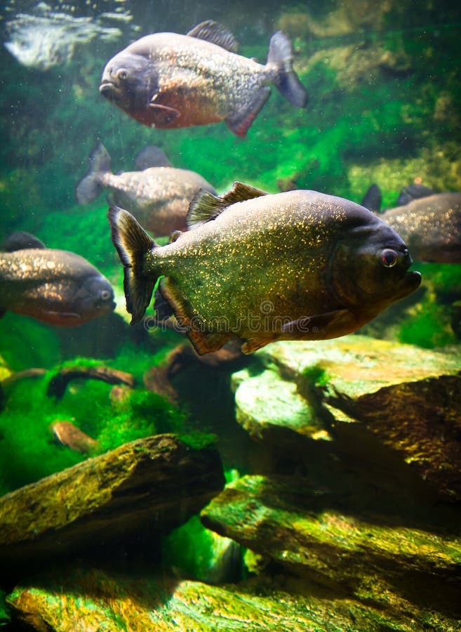 Piranha fish stock photo. Image of fish, predator, color - 14476842