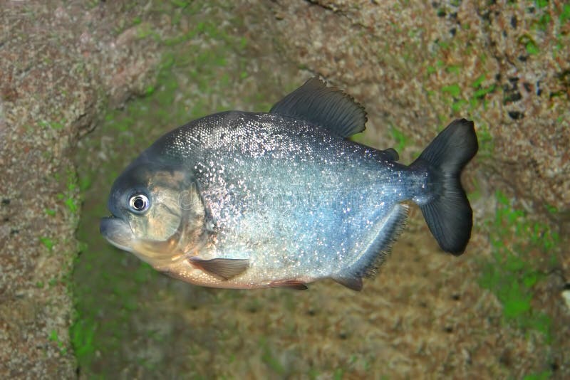 Fish Piranha Red Paku Of Colossoma Bidens Stock Image - Image of scale ...