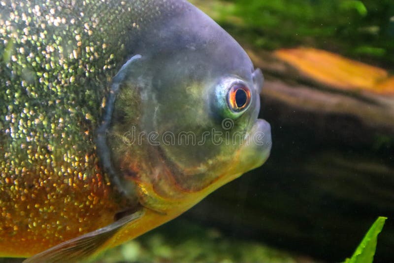 Piranha Fish in Aquarium Close Up View Stock Photo - Image of closeup ...