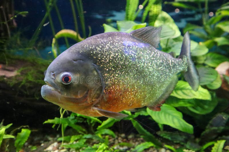 Piranha Fish in Aquarium Close Up View Stock Image - Image of marine ...